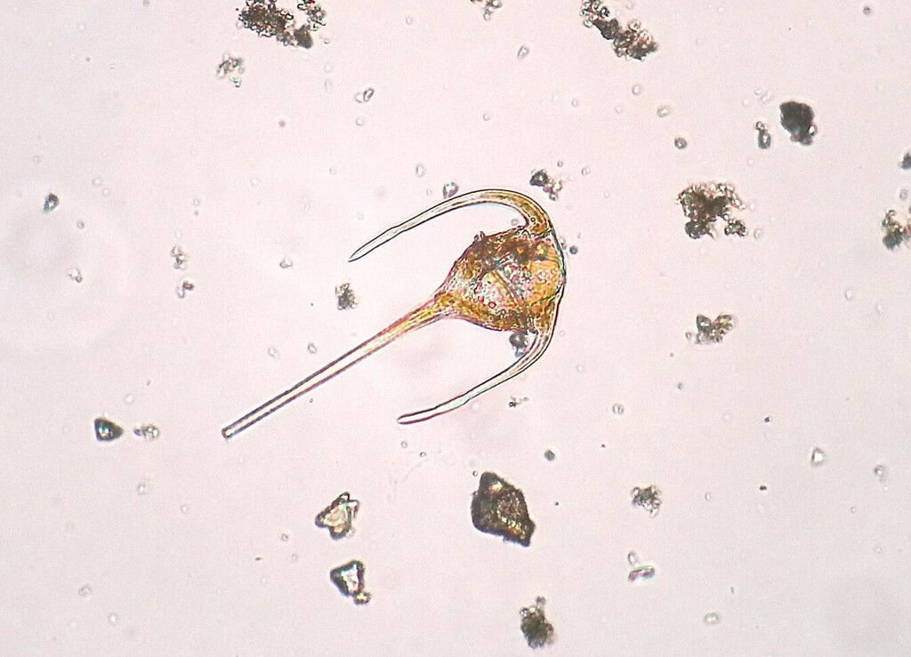 Tripos muelleri from Brighton Mall, New Brighton, Christchurch 8061 ...