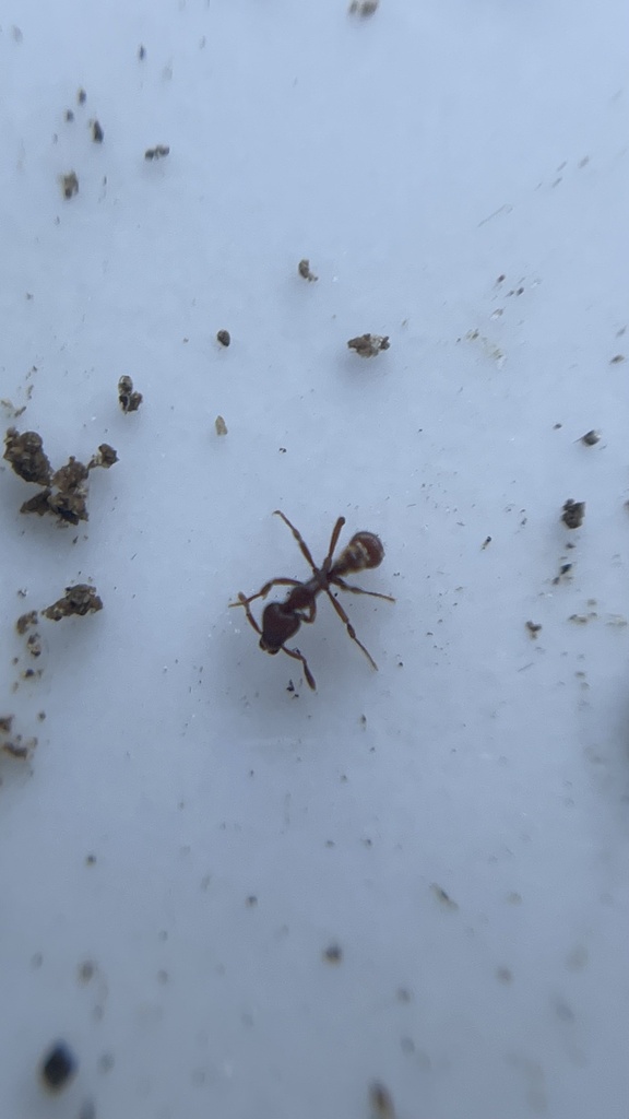 Mustache and Pygmy Snapping Ants in November 2024 by tofuinsect ...