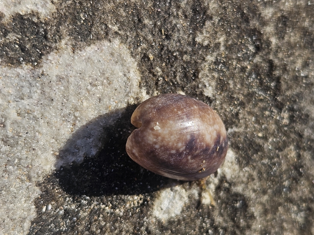 Bulla from Terrigal NSW 2260, Australia on November 09, 2024 at 08:49 ...