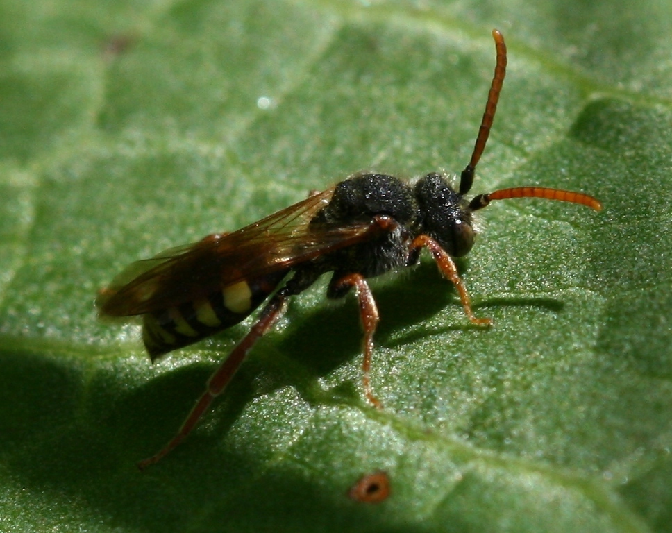 Marsham's Nomad Bee from Hutton Wandesley, England, United Kingdom on ...