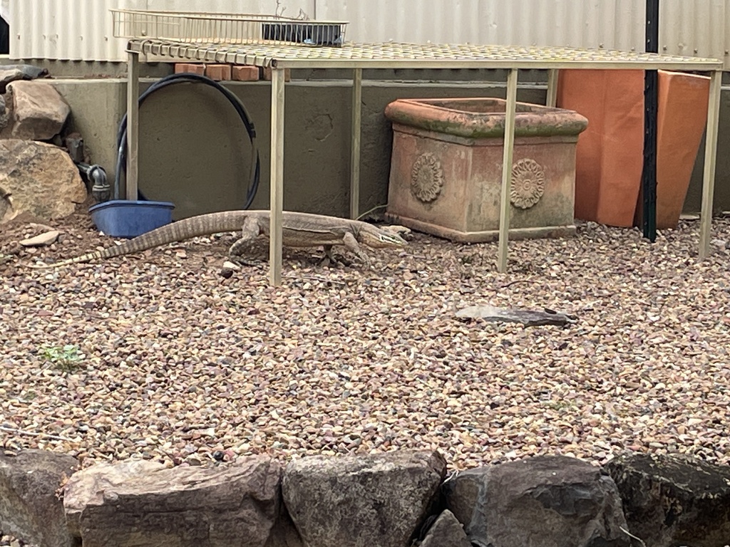 Eastern Argus Monitor from Bauple, QLD, AU on November 9, 2024 at 09:27 ...