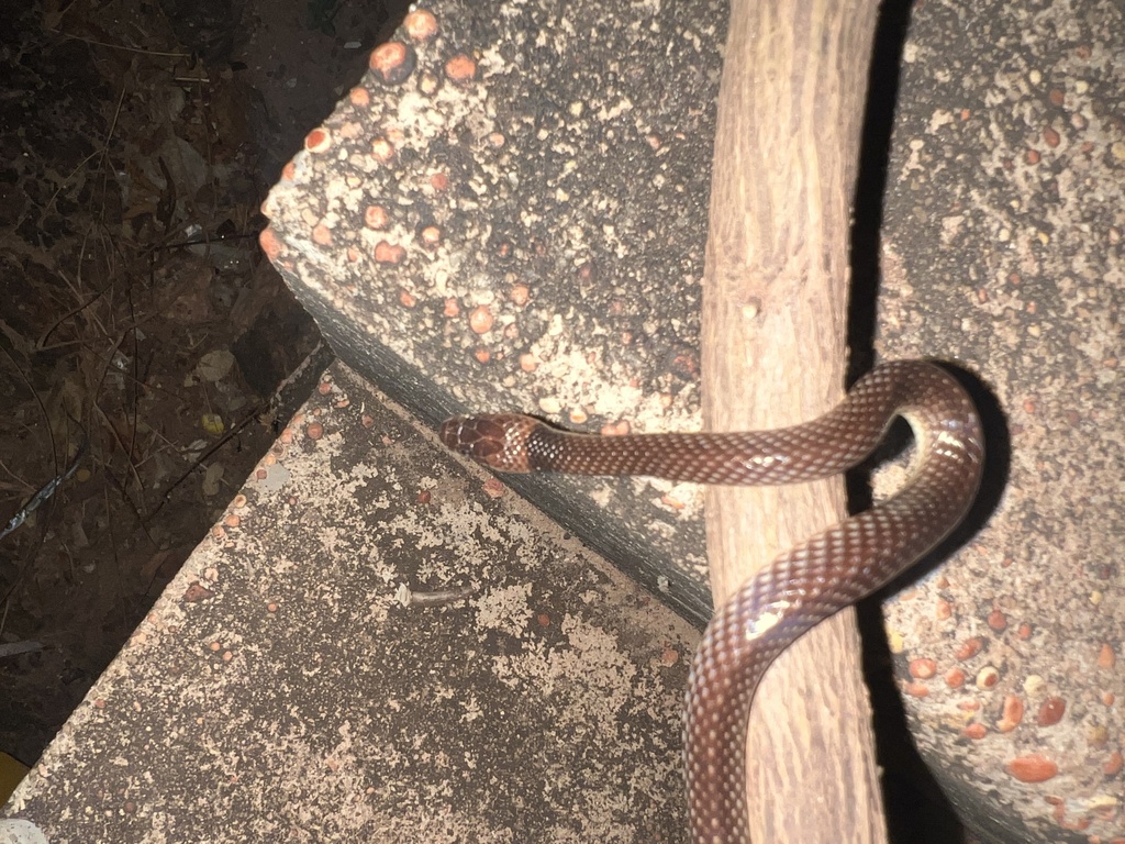 Orange-naped Snake from Andoom Rd, Rocky Point, QLD, AU on November 9 ...