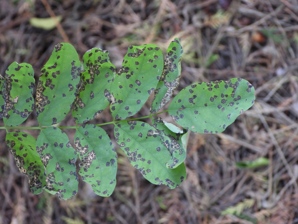 Phloeospora robiniae from Jimo, Qingdao, Shandong, China on October 24 ...