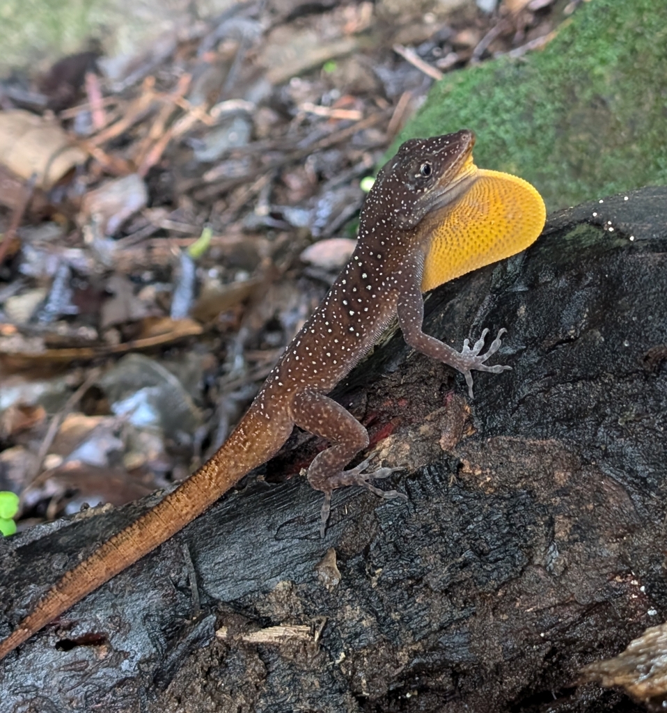 Dominican Anole from Dominica on November 9, 2024 at 07:50 AM by ...