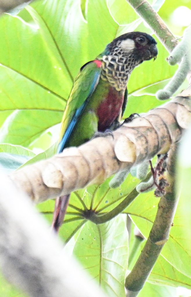 Painted Parakeet in October 2024 by Luiz Moschini · iNaturalist