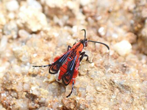 Género Scarlata · iNaturalist Mexico