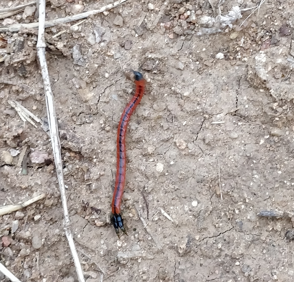 Asanada from Rishi Valley, Andhra Pradesh 517352, India on July 7, 2019 ...