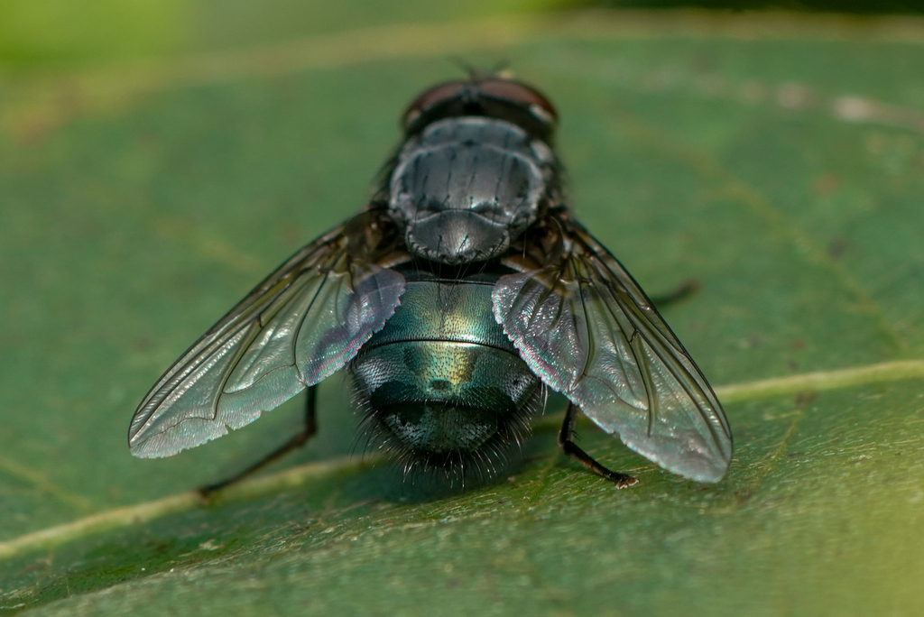 Bluebottle Flies from 桜ヶ丘公園 on November 9, 2024 at 11:18 AM by WATANABE ...