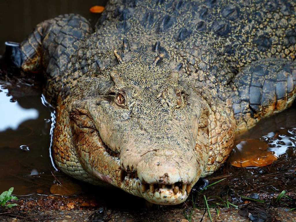 Saltwater Crocodile from Crocodylus Park, Knuckey Lagoon NT 0828 ...