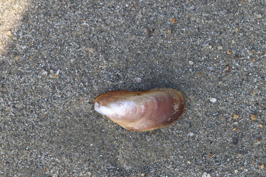 Modiolus from Yangjiang, CN-GD, CN on November 9, 2024 at 09:05 AM by ...