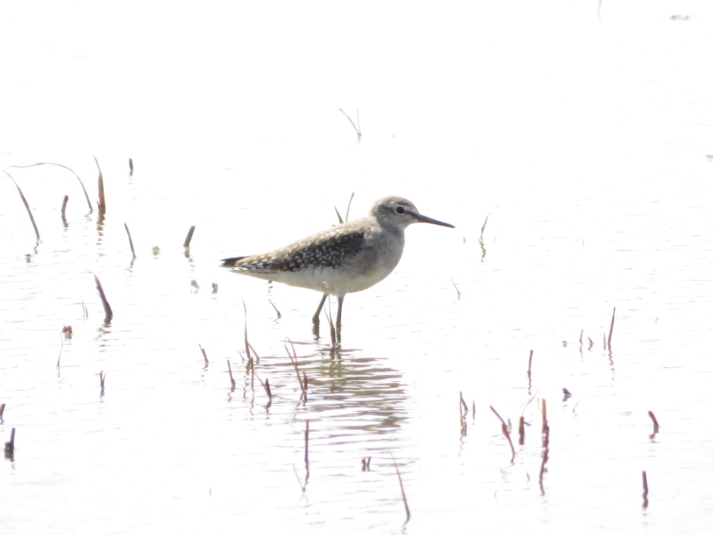 Wood Sandpiper from 638台灣雲林縣麥寮鄉 on November 9, 2024 at 12:13 PM by ...