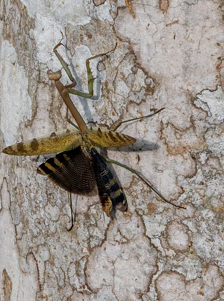 Mega Mantis from Kakum National Park, R82, Ghana on October 08, 2024 at ...