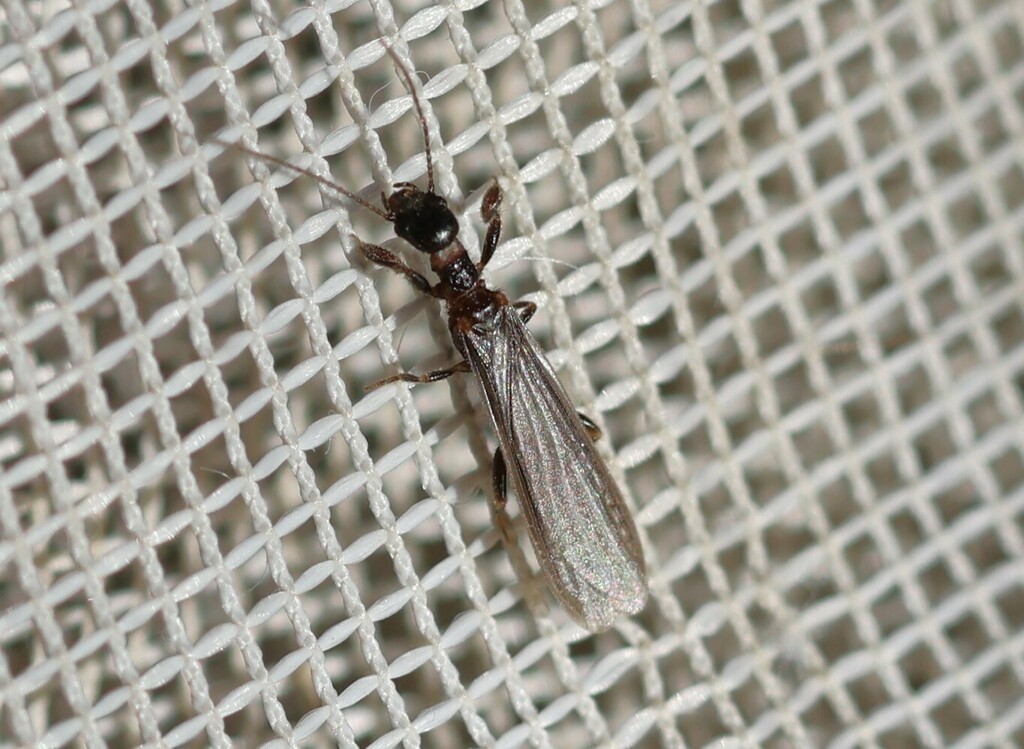 Black Webspinner from Los Angeles County, CA, USA on November 7, 2024 ...