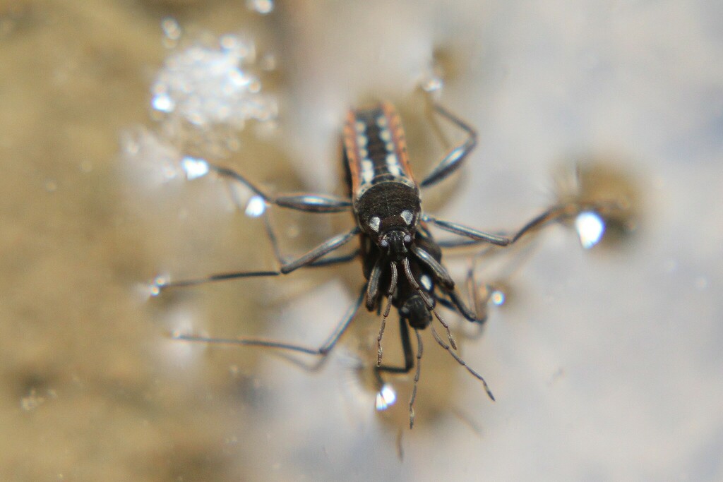 Capra's Water Cricket from 05300 Laragne-Montéglin, France on May 9 ...