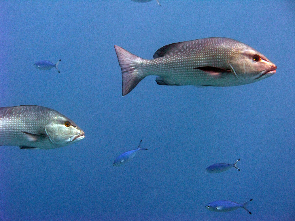 Two-spot Red Snapper from Ras Mohammed National Park, EG-JS-SS, EG-JS ...