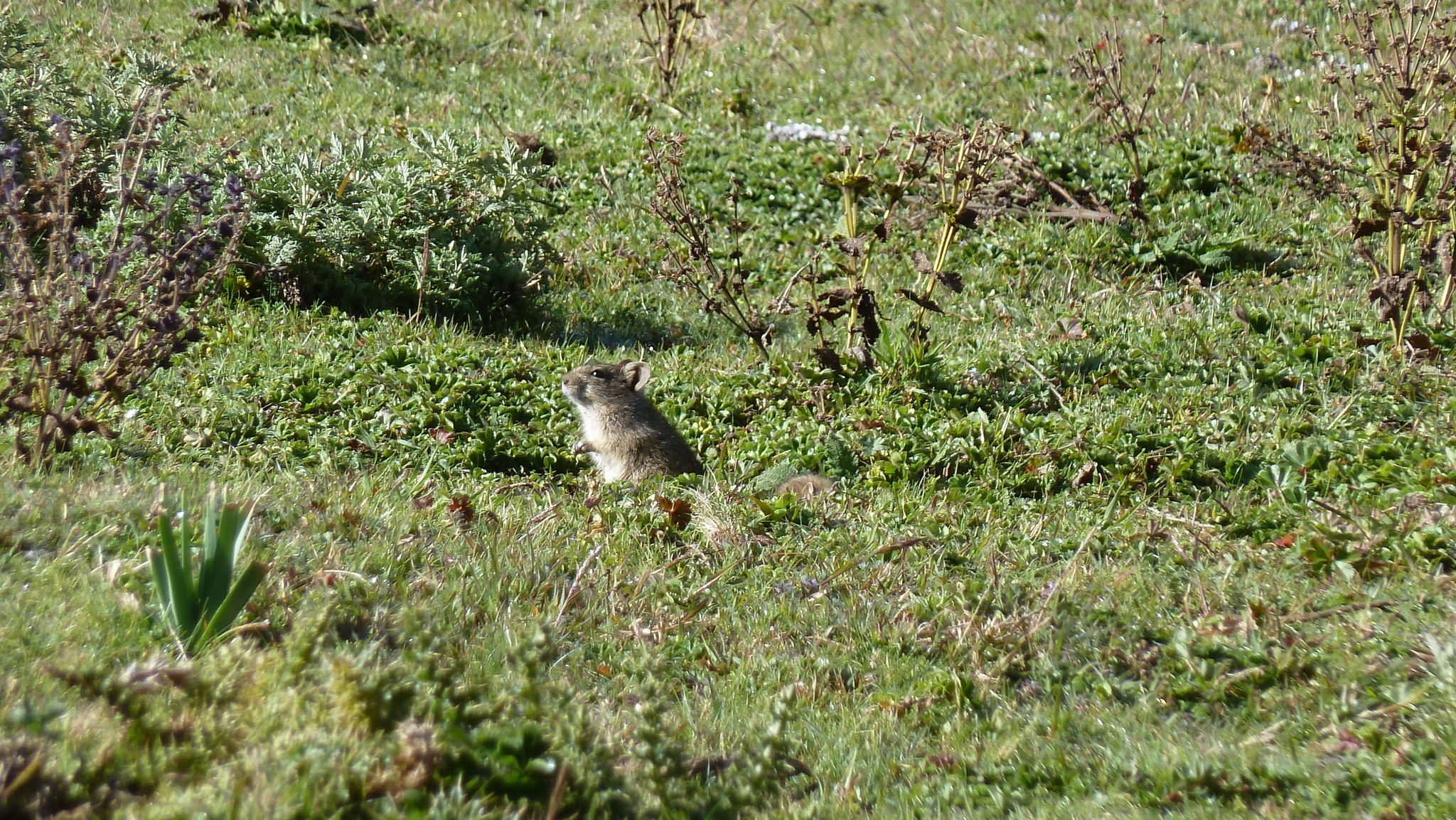 Arvicanthis blicki Frick, 1914