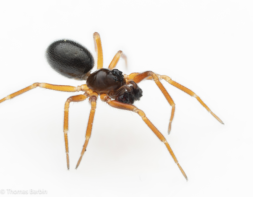 Walckenaeria occidentalis from Capital Regional District, BC, Canada on ...