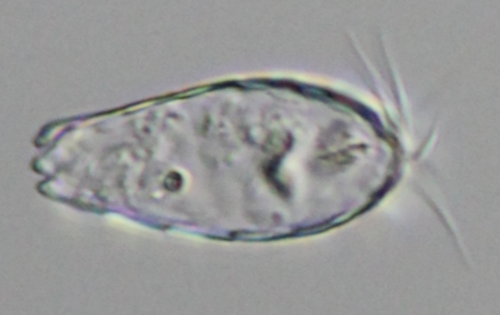 Euglypha bryophila · iNaturalist