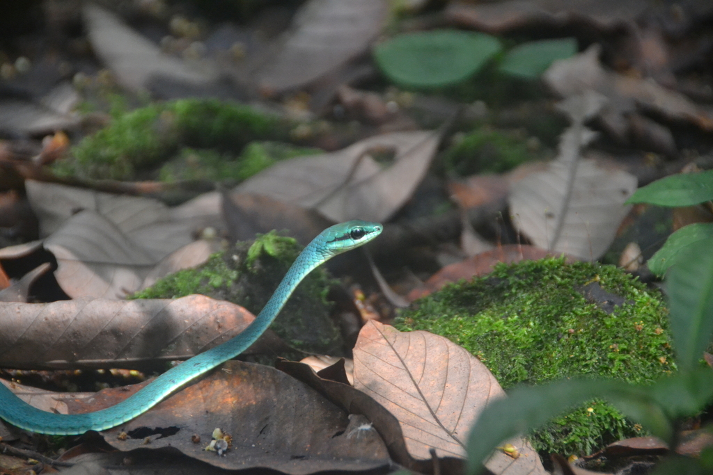 Emerald Snake from San Carlos de Luba, Equatorial Guinea on February 14 ...