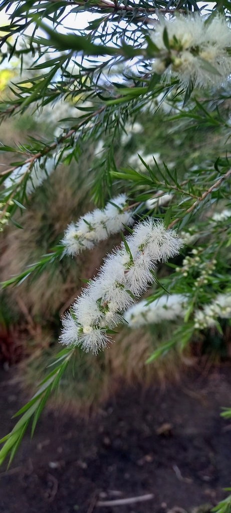 black tea-tree from Drakenstein Municipality, South Africa on November ...