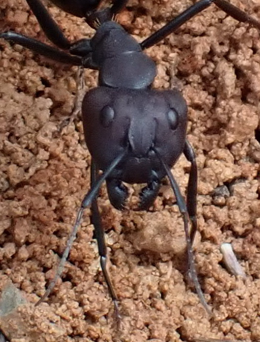 Karoo Balbyter Ant from Lainsburg Witteberg circuit, Central Karoo ...