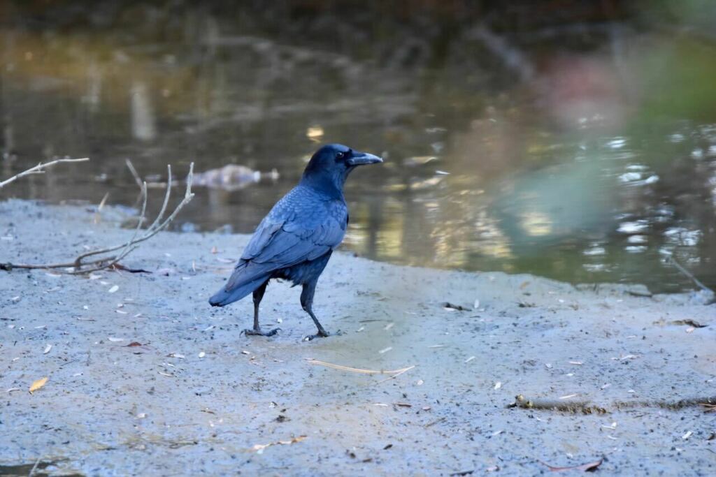 Crows and Ravens from Accomack County, VA, USA on November 09, 2024 at ...