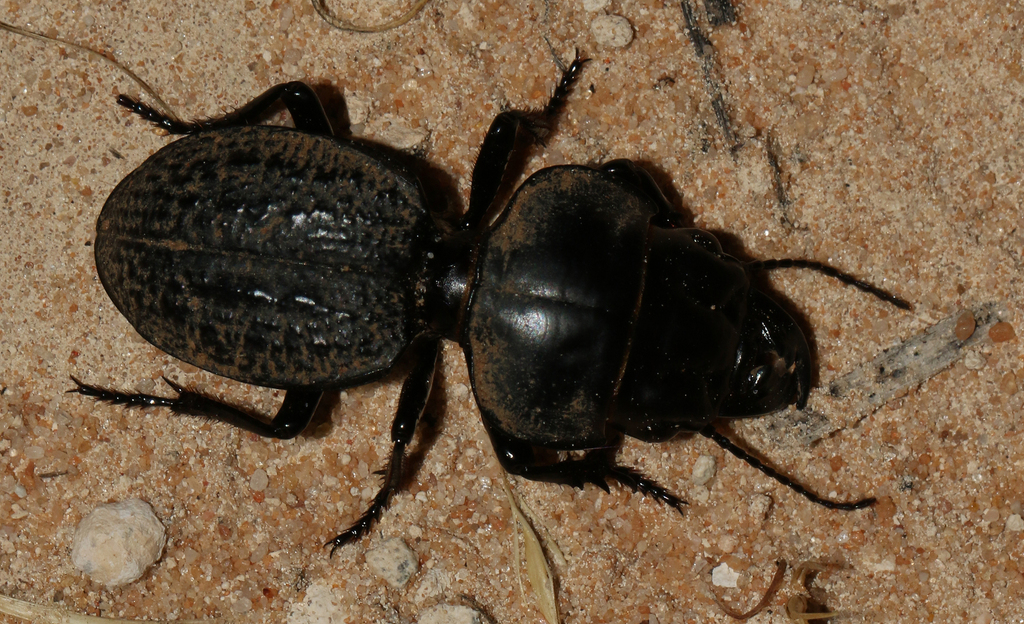 Philoscaphus tuberculatus from Murray-Sunset VIC 3490, Australia on ...