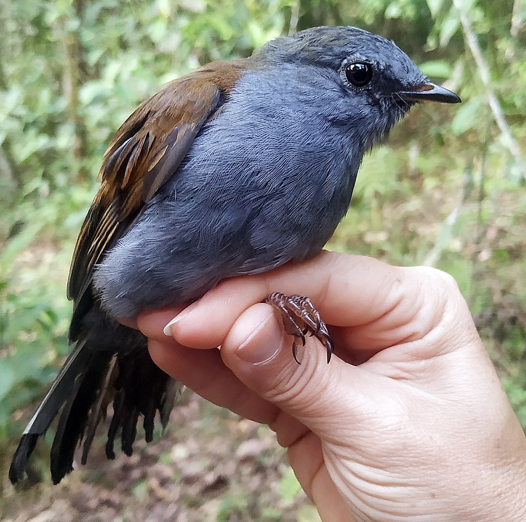 Andean Solitaire from Cali, Valle del Cauca, Colombia on March 24, 2024 ...
