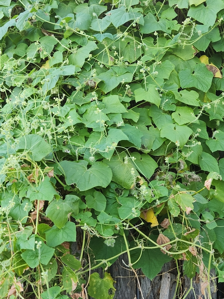 Oneseed Bur Cucumber from Wood County, US-WV, US on September 11, 2024 ...
