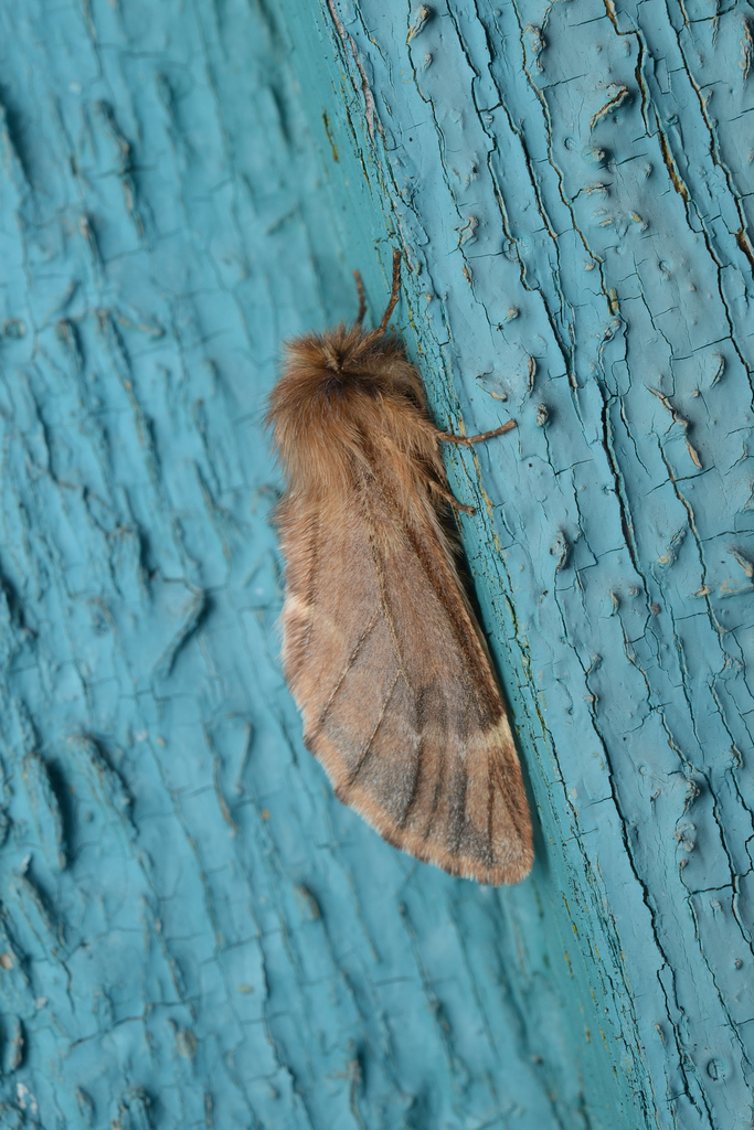 Plumed Prominent from Стеклянная Радица, Брянская обл., Россия, 241560 ...