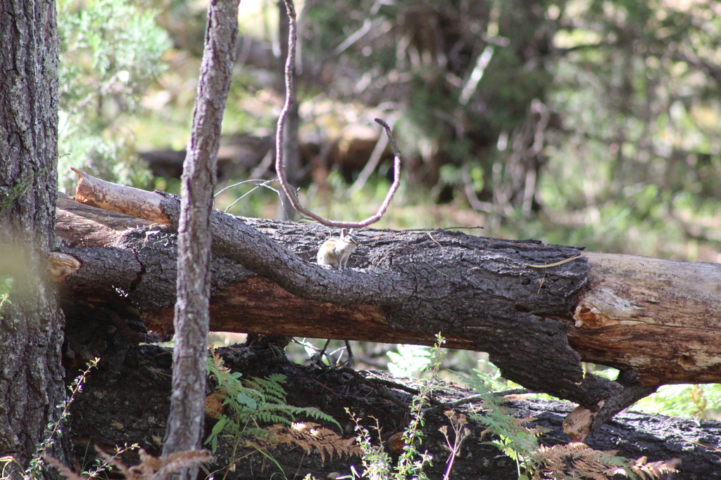 Durango Chipmunk from Pueblo Nuevo, Dgo., México on November 7, 2024 at ...