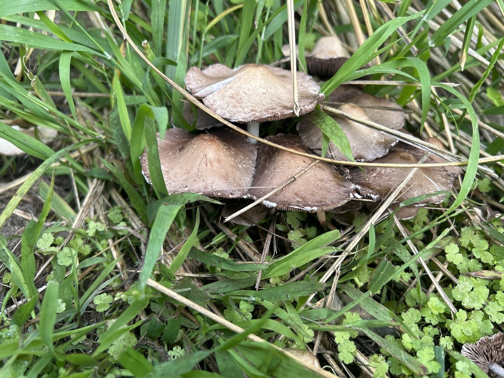 Candolleomyces from Southshore Beach Park, Christchurch, Canterbury, NZ ...