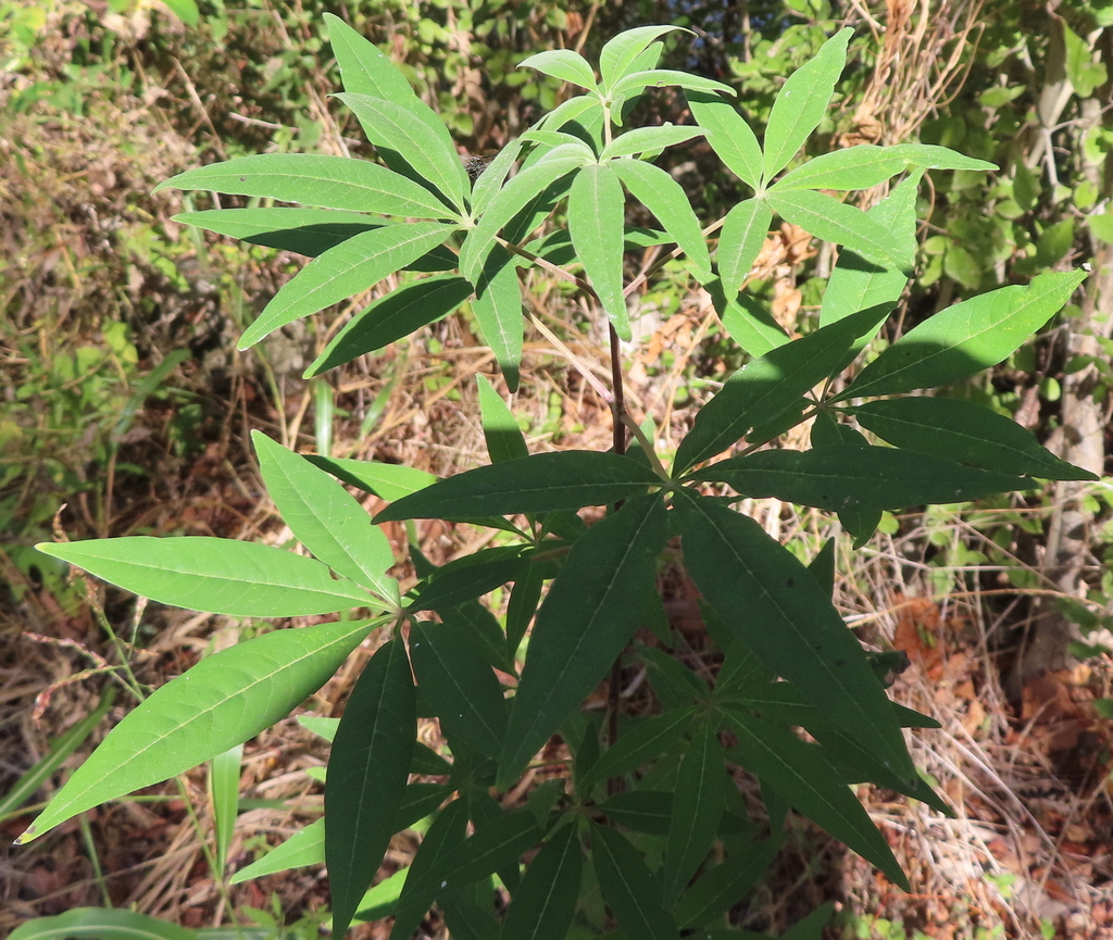 Lilac chaste tree from Round Rock, TX, USA on November 6, 2024 at 01:37 ...