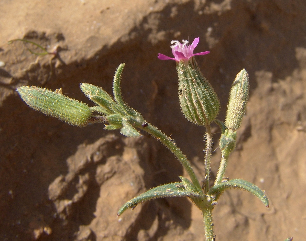 Silene conoidea (Lista Roja Flora Pirineos) · iNaturalist