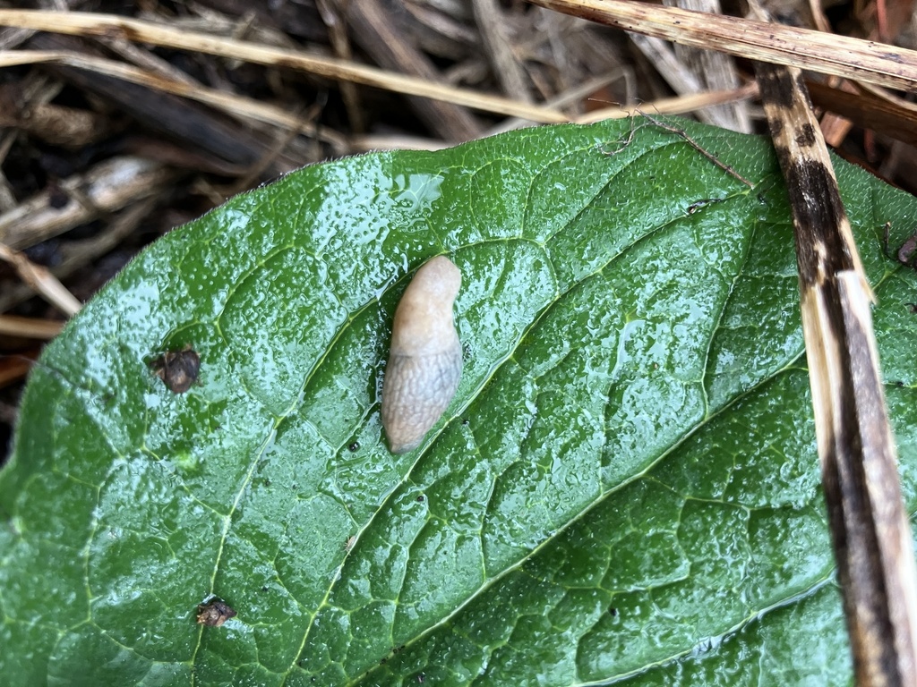 Milky Slug from Minnesota Landscape Arboretum, Chanhassen, MN, US on ...