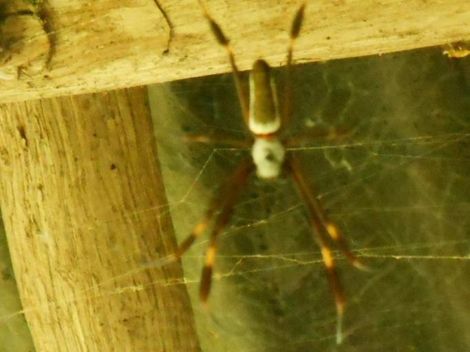 Golden Silk Spider from Trinidad, Trinidad and Tobago, TT on March 18 ...