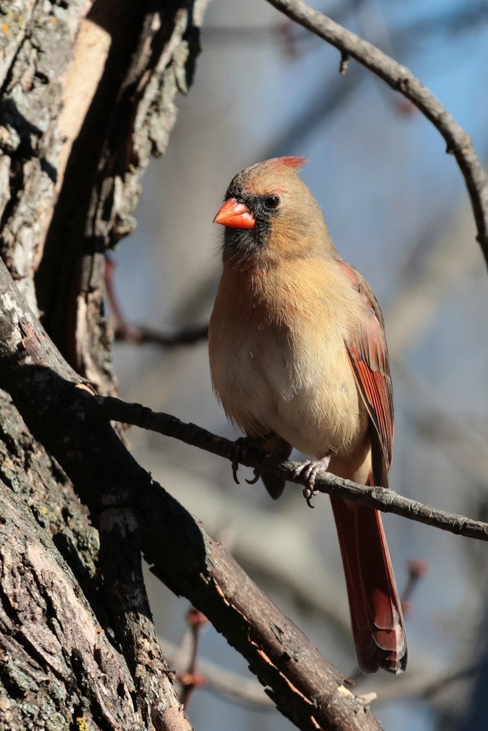 Northern Cardinal in November 2024 by c6bf592c · iNaturalist