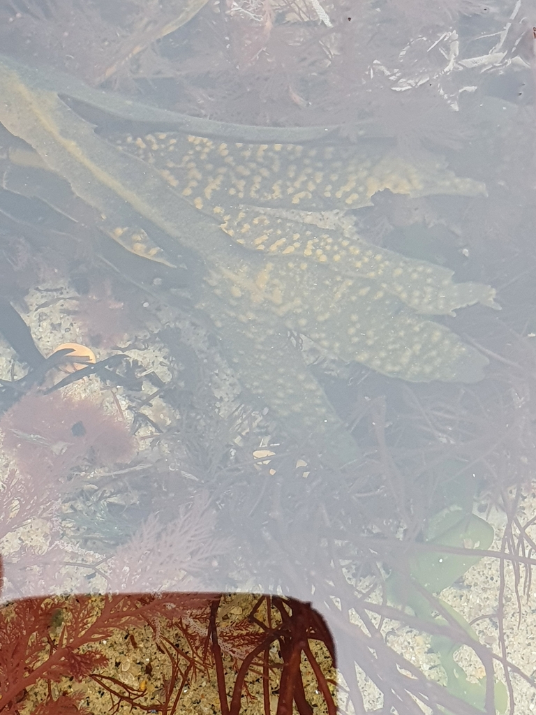 Saw Wrack from Shanklin, UK on November 9, 2024 at 12:17 PM by matilda ...