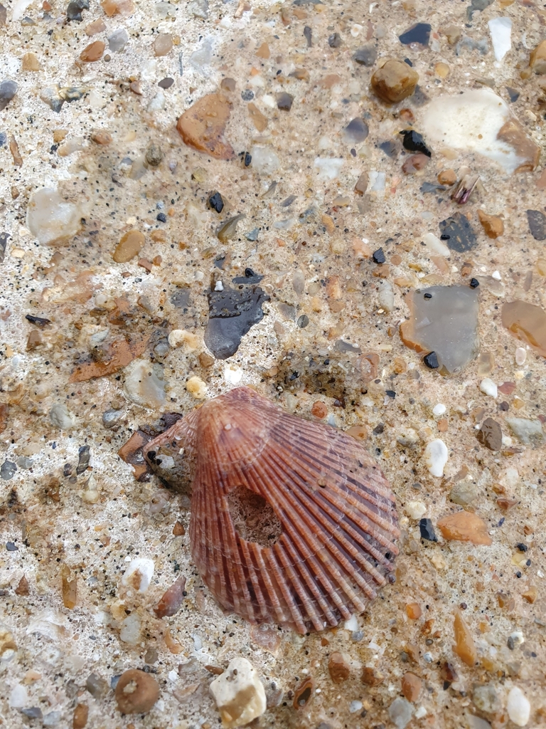 Variegated Scallop from Sandown PO36, UK on November 9, 2024 at 02:59 ...