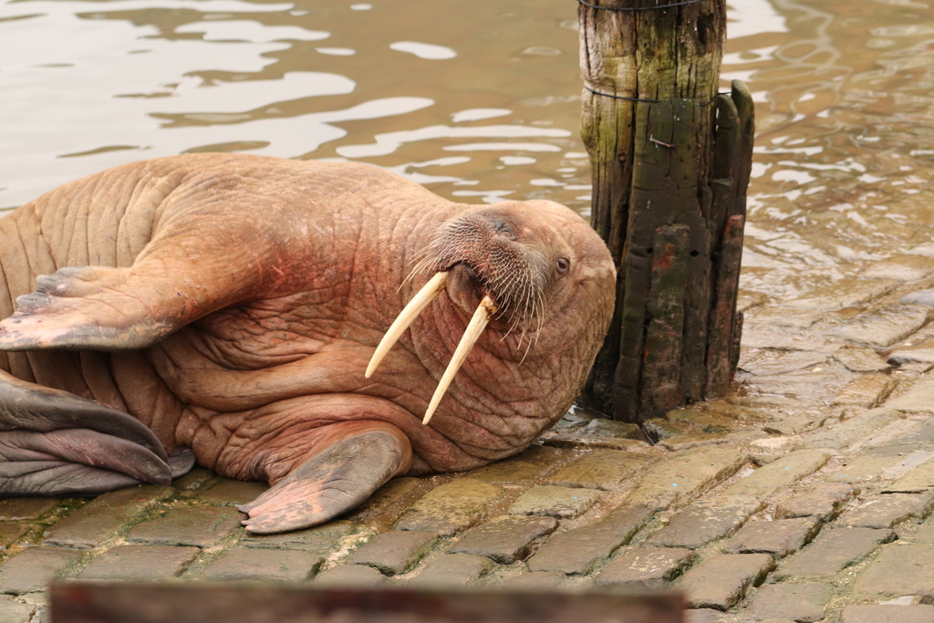 Walrus in December 2022 by Tim Cowley · iNaturalist
