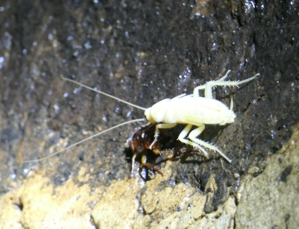 American Cockroach from Gomantong Caves, 90000 Kinabatangan, Sabah ...