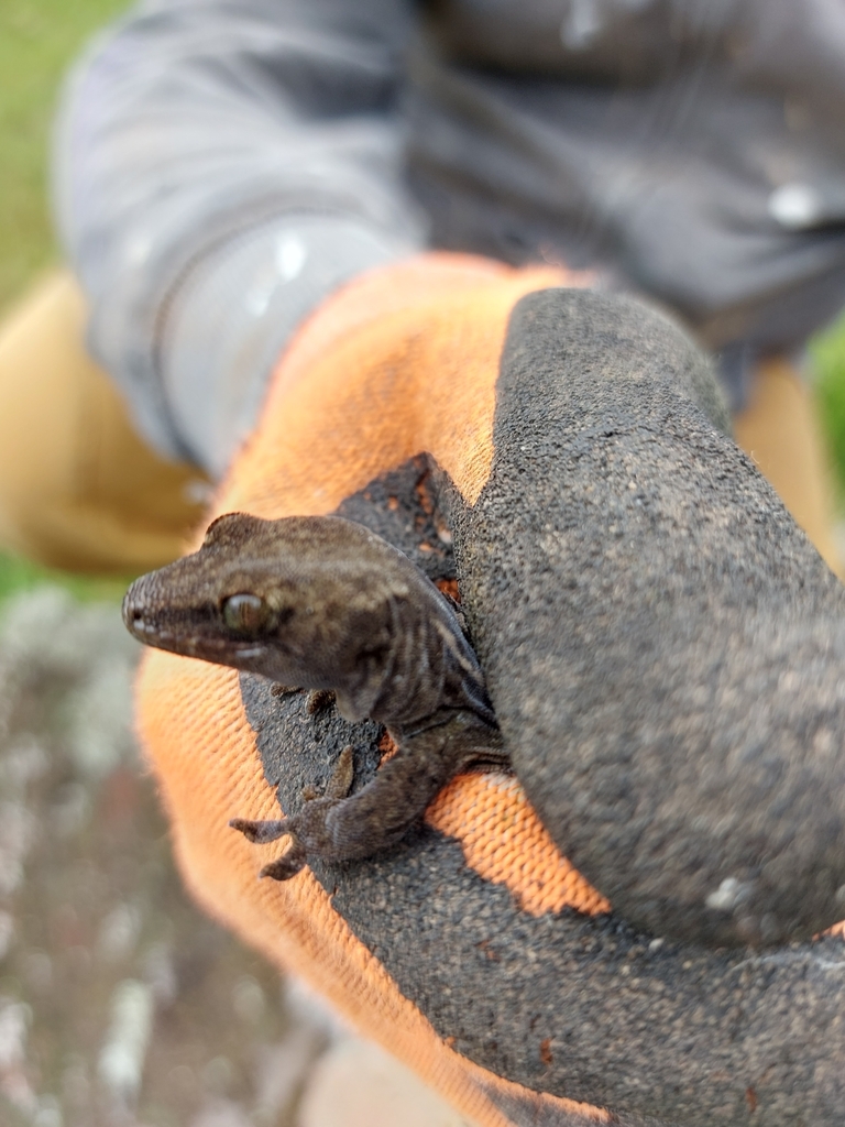 Waitaha Gecko in November 2024 by Charles Snow Gillingham · iNaturalist