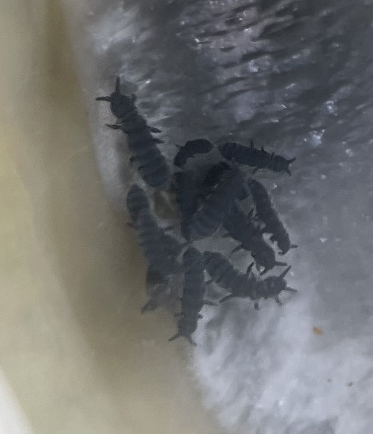 Seashore Springtail from Castle Drive, Falmouth, England, GB on ...