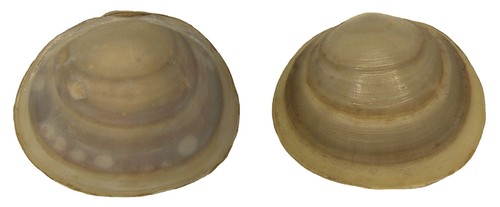 European Fingernail Clam (Molluscs of the Slovak Republic) · iNaturalist