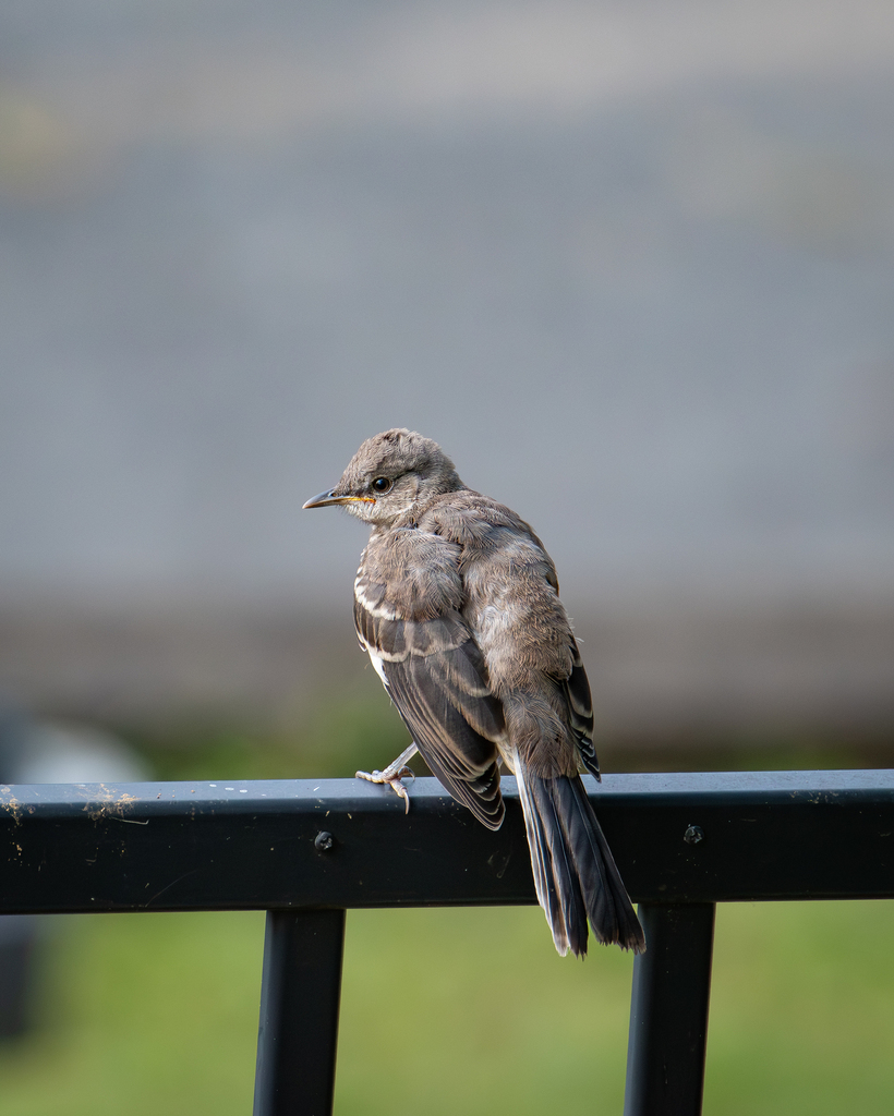 Northern Mockingbird from Danbury, CT, USA on August 25, 2024 at 09:18 ...