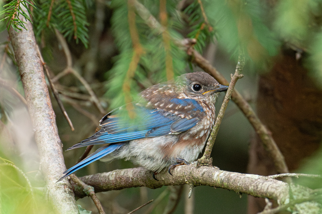 Eastern Bluebird from Sherman, CT 06784, USA on September 2, 2024 at 07 ...