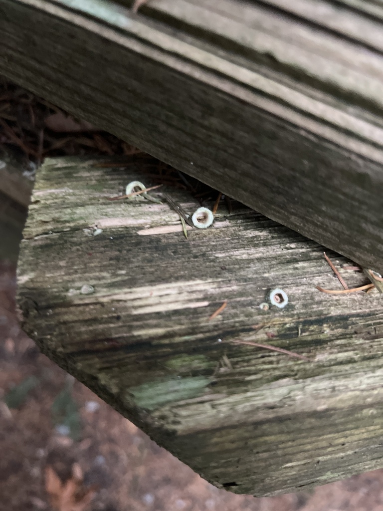 Nidula from Pacific Spirit Regional Park, Greater Vancouver, BC, CA on ...