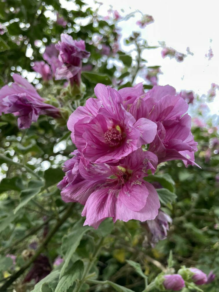 common hibiscus from 95290 L'Isle-Adam, France on July 7, 2024 at 12:18 ...