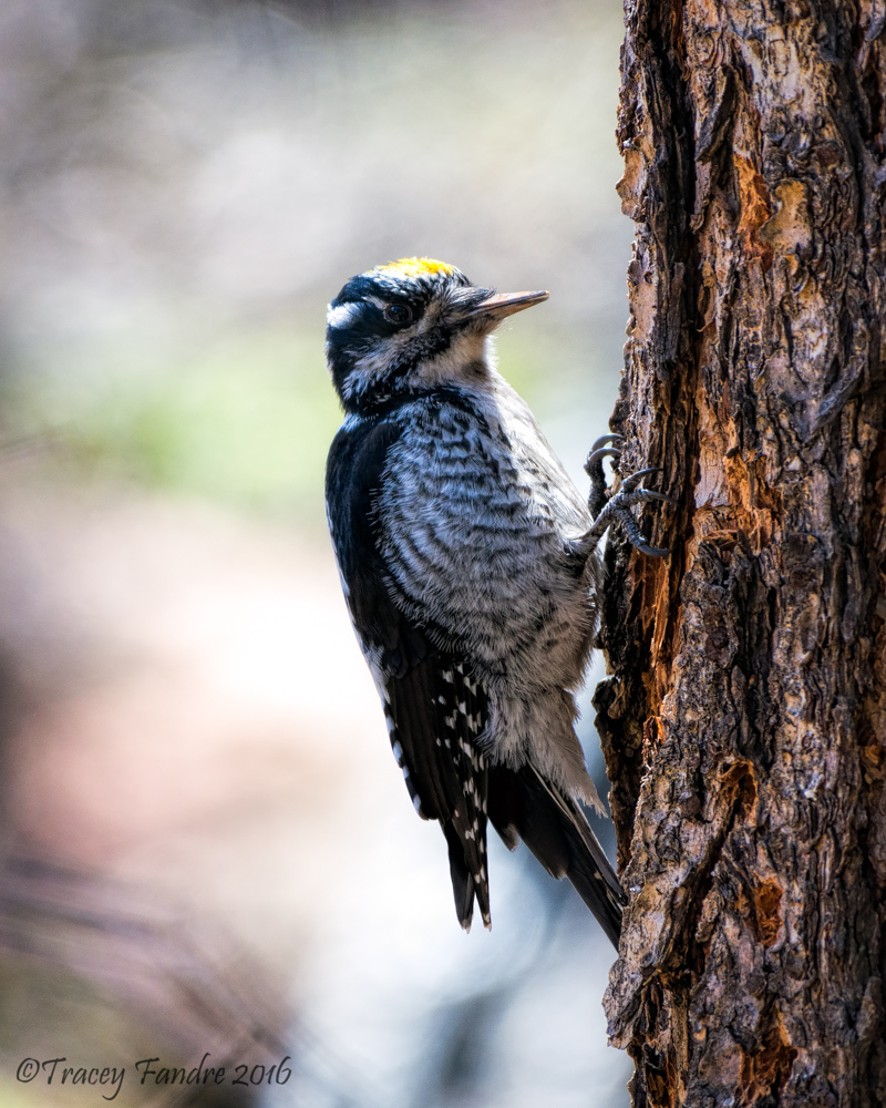 American Three-toed Woodpecker (Wildlife of the United States - Birds ...