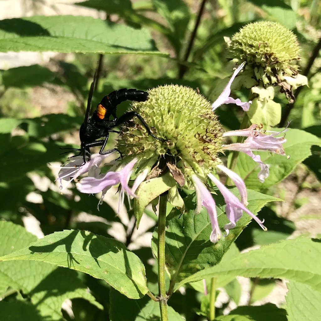 Clubbed Mydas Fly from Smallwood State Park, Marbury, MD, US on July 14 ...